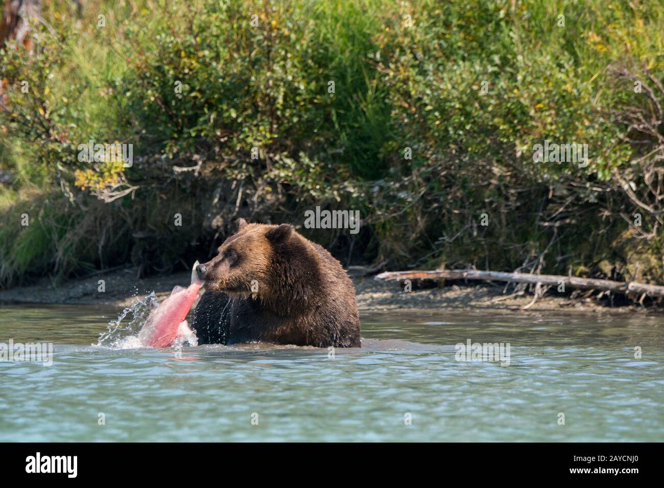 Un ours brun (Ursus arctos) se nourrit de saumon le long de la rive du ...