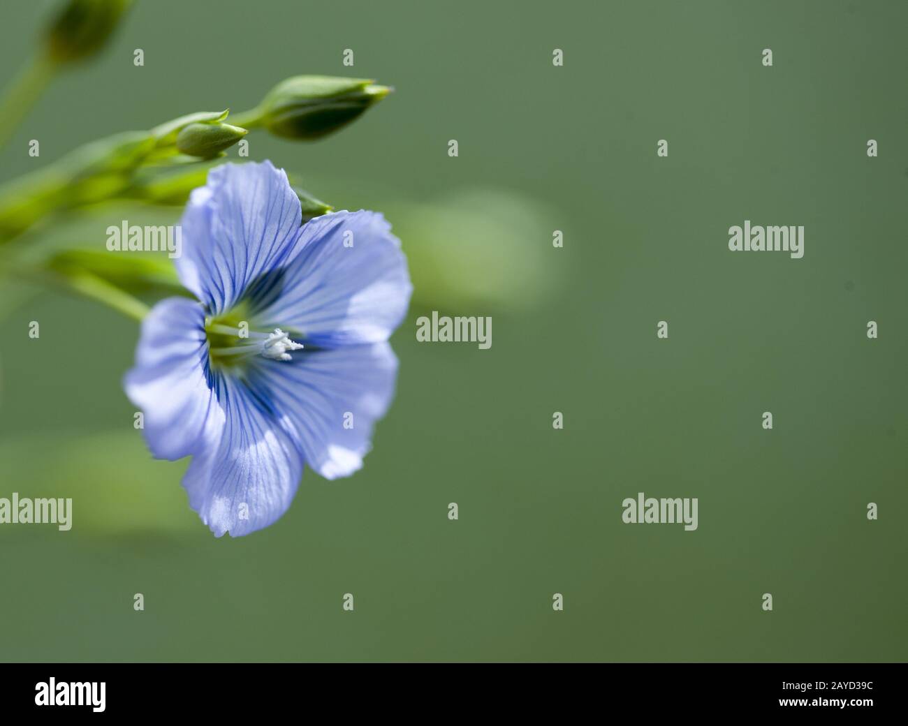 Fleur de lin Banque de photographies et d’images à haute résolution - Alamy