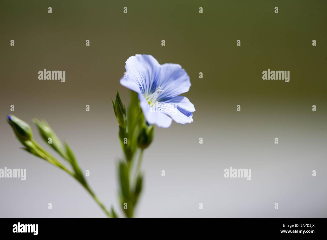 Fleur de lin Banque de photographies et d’images à haute résolution - Alamy