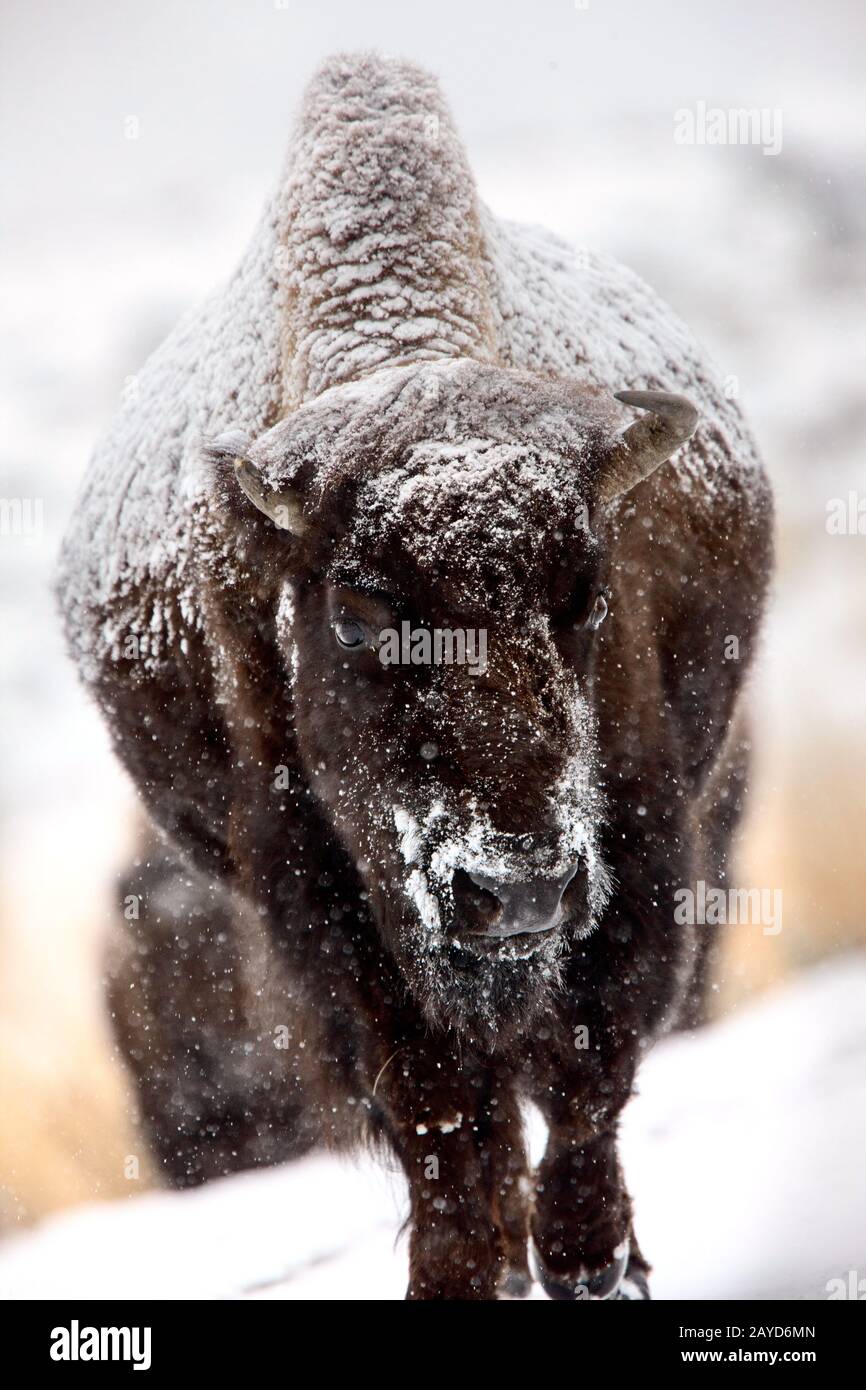 Bison snow Banque de photographies et d’images à haute résolution - Alamy