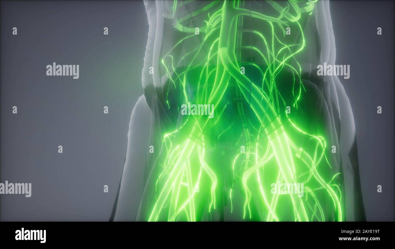 Vaisseaux sanguins de la main Banque de photographies et d’images à ...