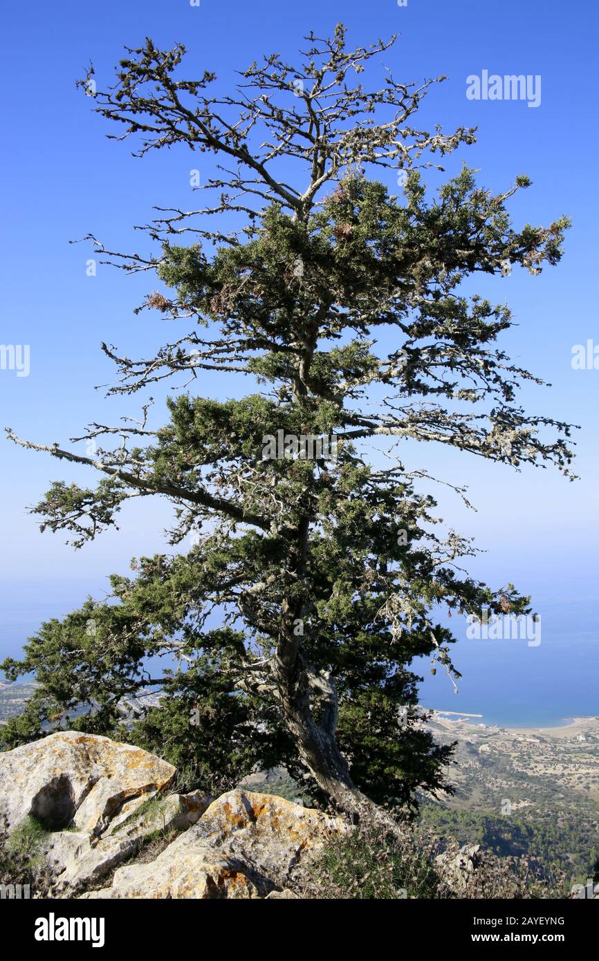 Cedrus libani brevifolia Banque de photographies et d’images à haute ...