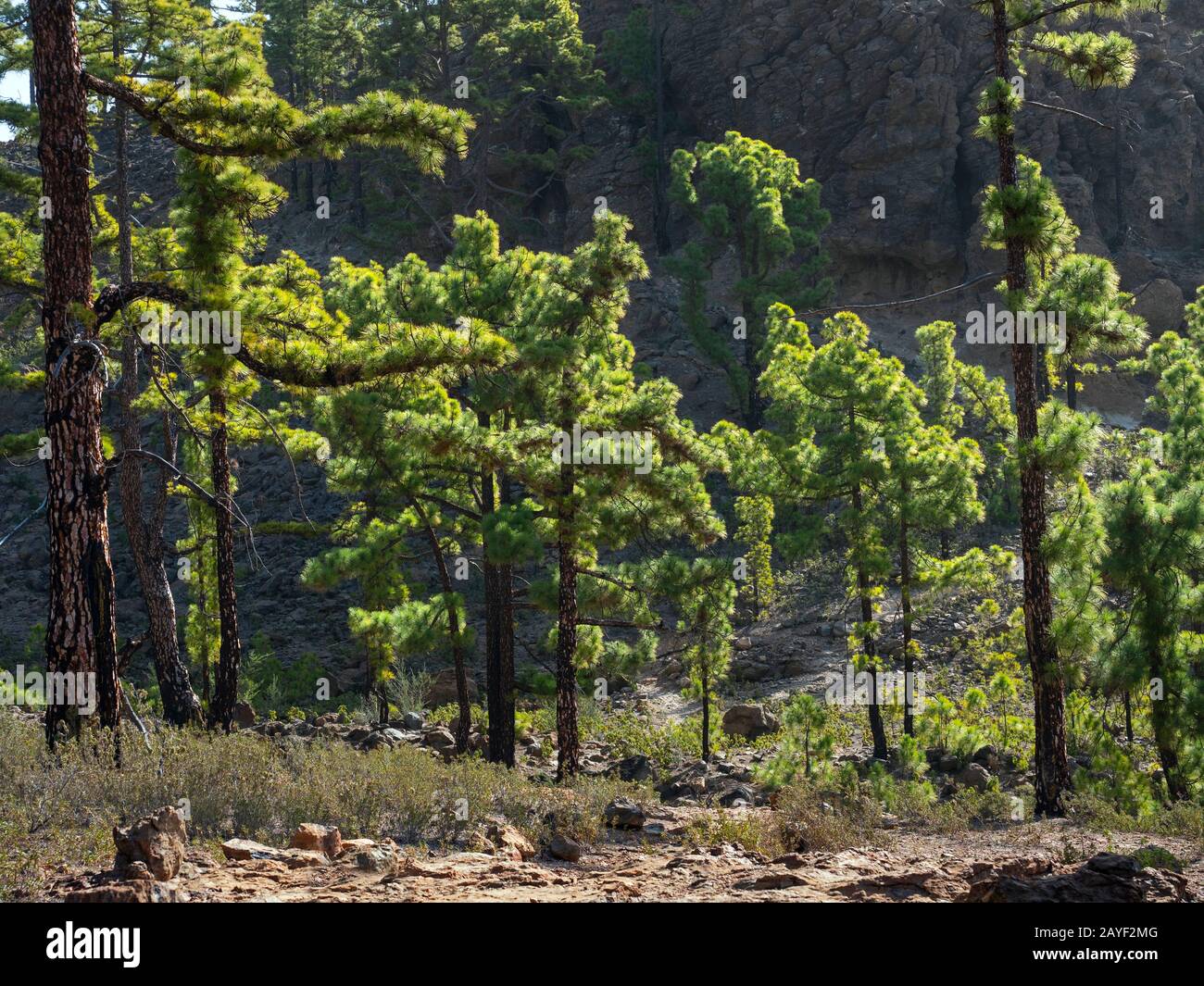 Canary island pine pinus canariensis Banque de photographies et d ...
