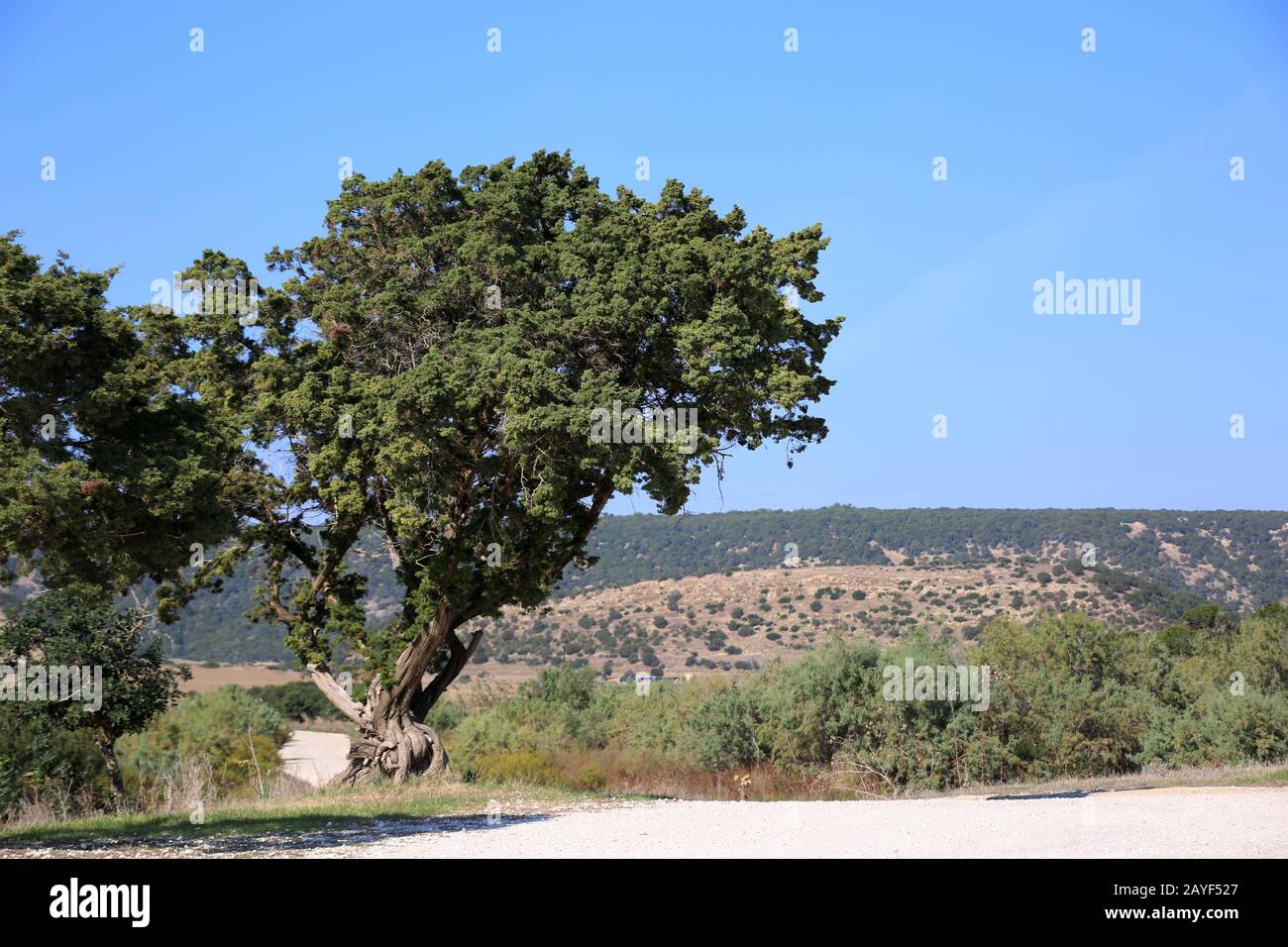Cedrus libani brevifolia Banque de photographies et d’images à haute ...