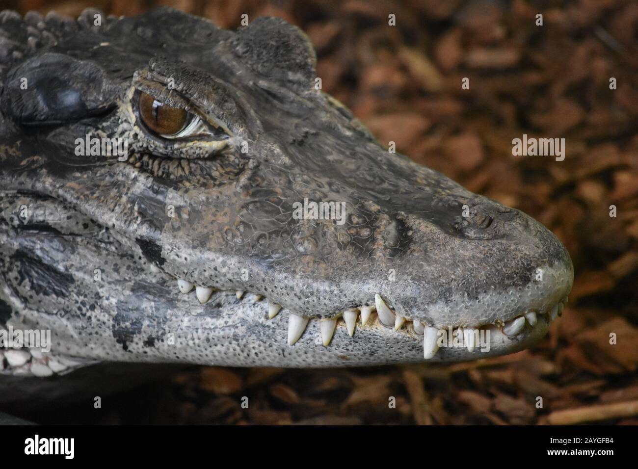 Black caiman (melanosuchus niger) Banque de photographies et d’images à ...