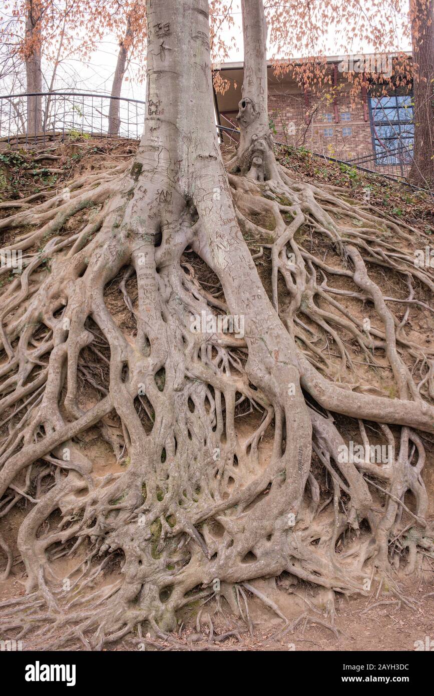 Le Medusa Tree, âge @80, est un arbre historique, connu pour son ...