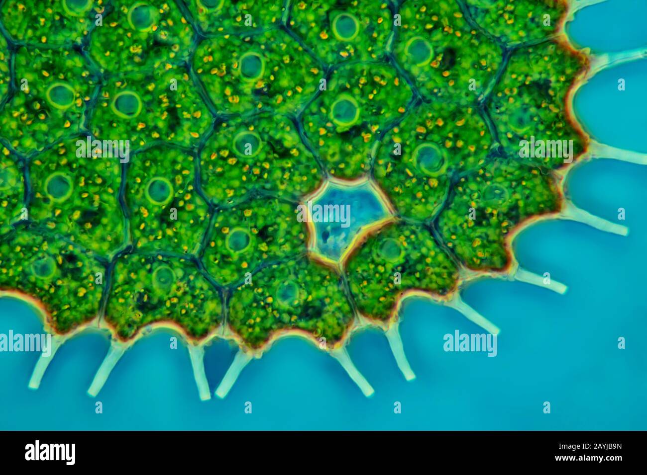 Pediastrum microscope Banque de photographies et d’images à haute ...