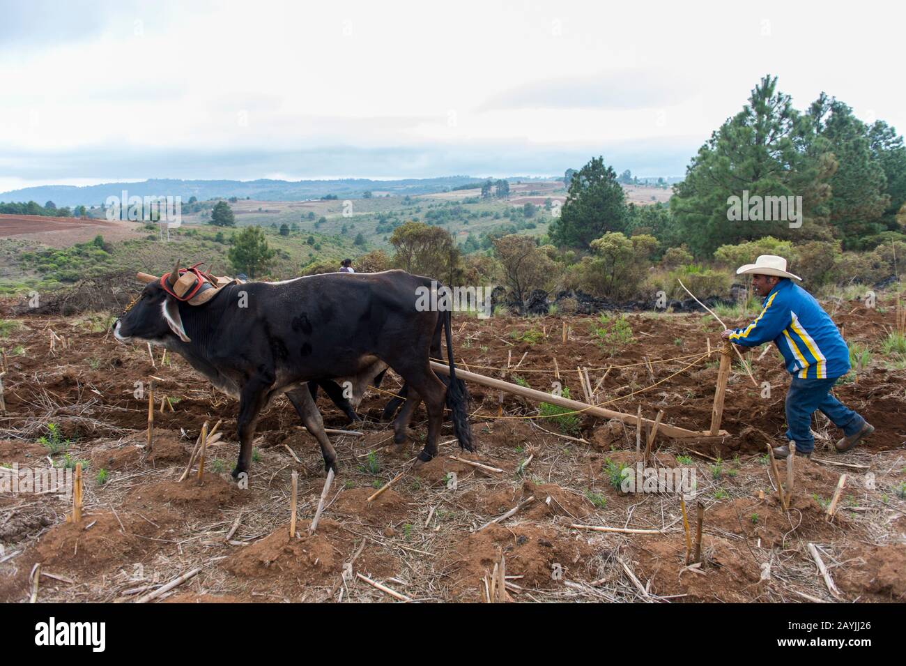 Champ de labour avec des bœufs Banque de photographies et d’images à ...
