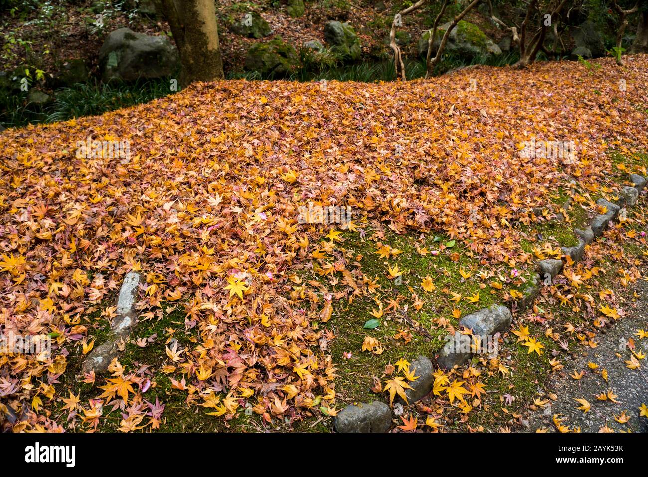 Garez la route parsemée de feuilles d'érable tombées au Japon Photo ...