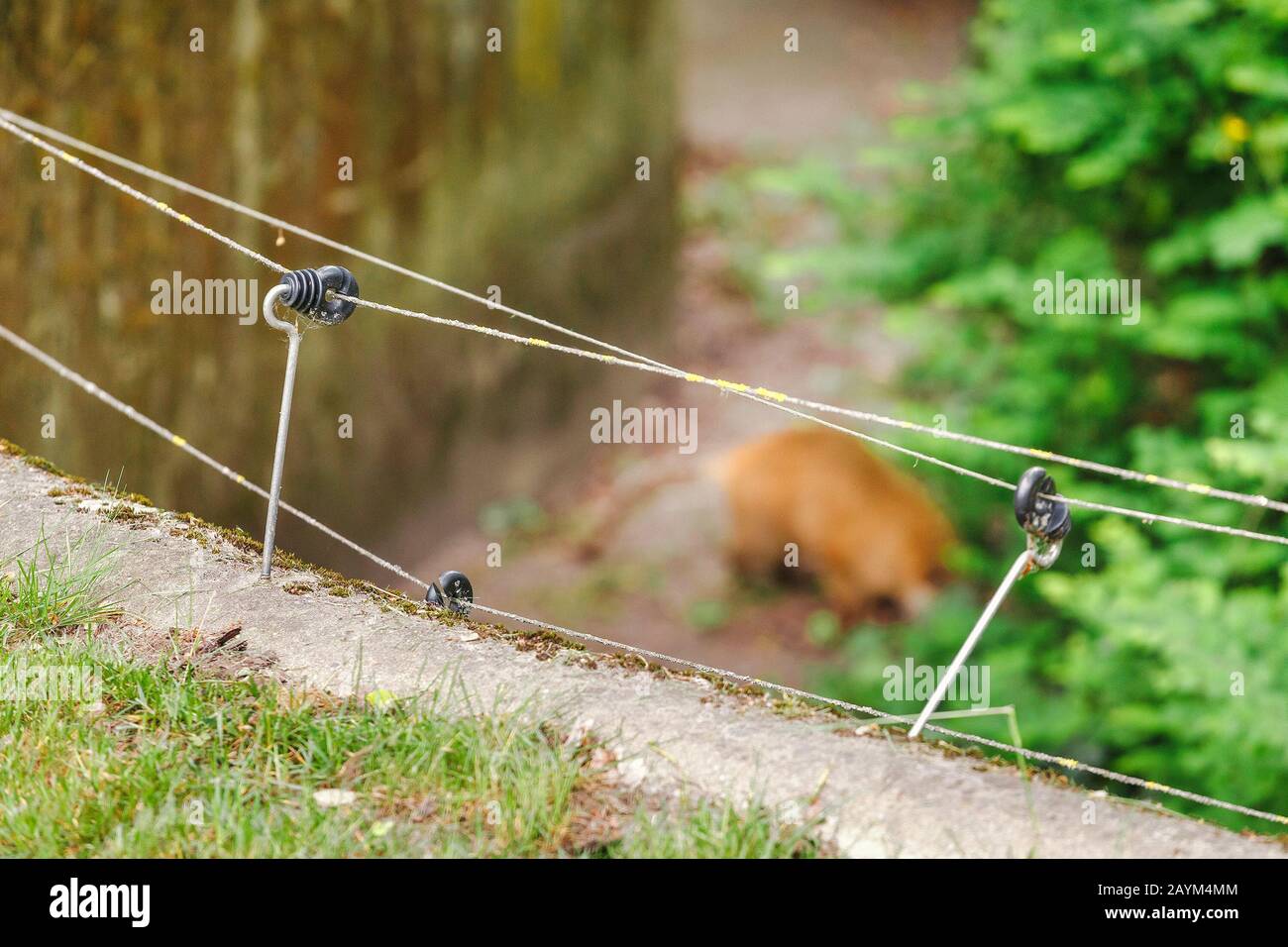 Maison Pour Les Rongeurs Banque d'image et photos - Alamy
