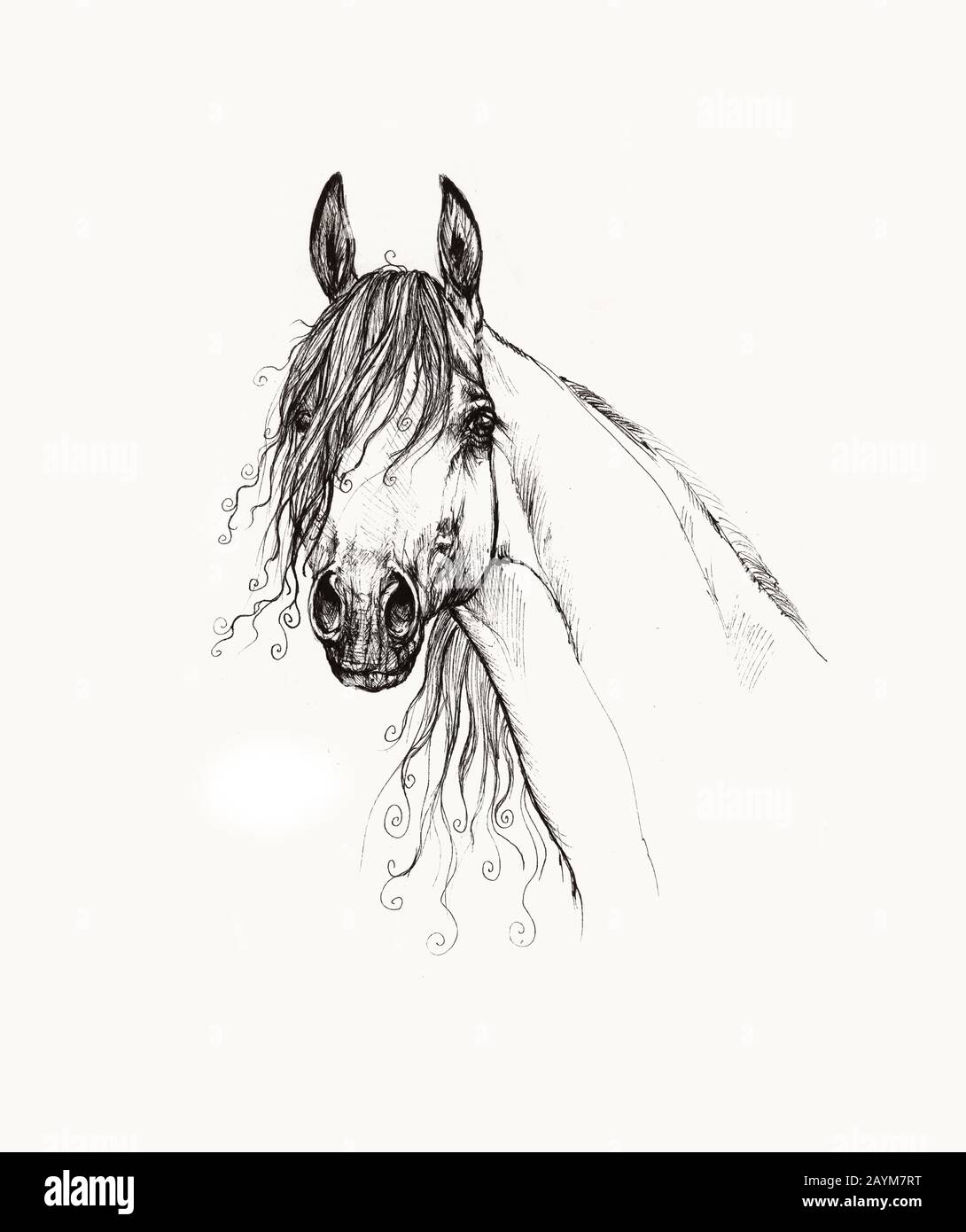 Cheval dessin Banque de photographies et d’images à haute résolution ...