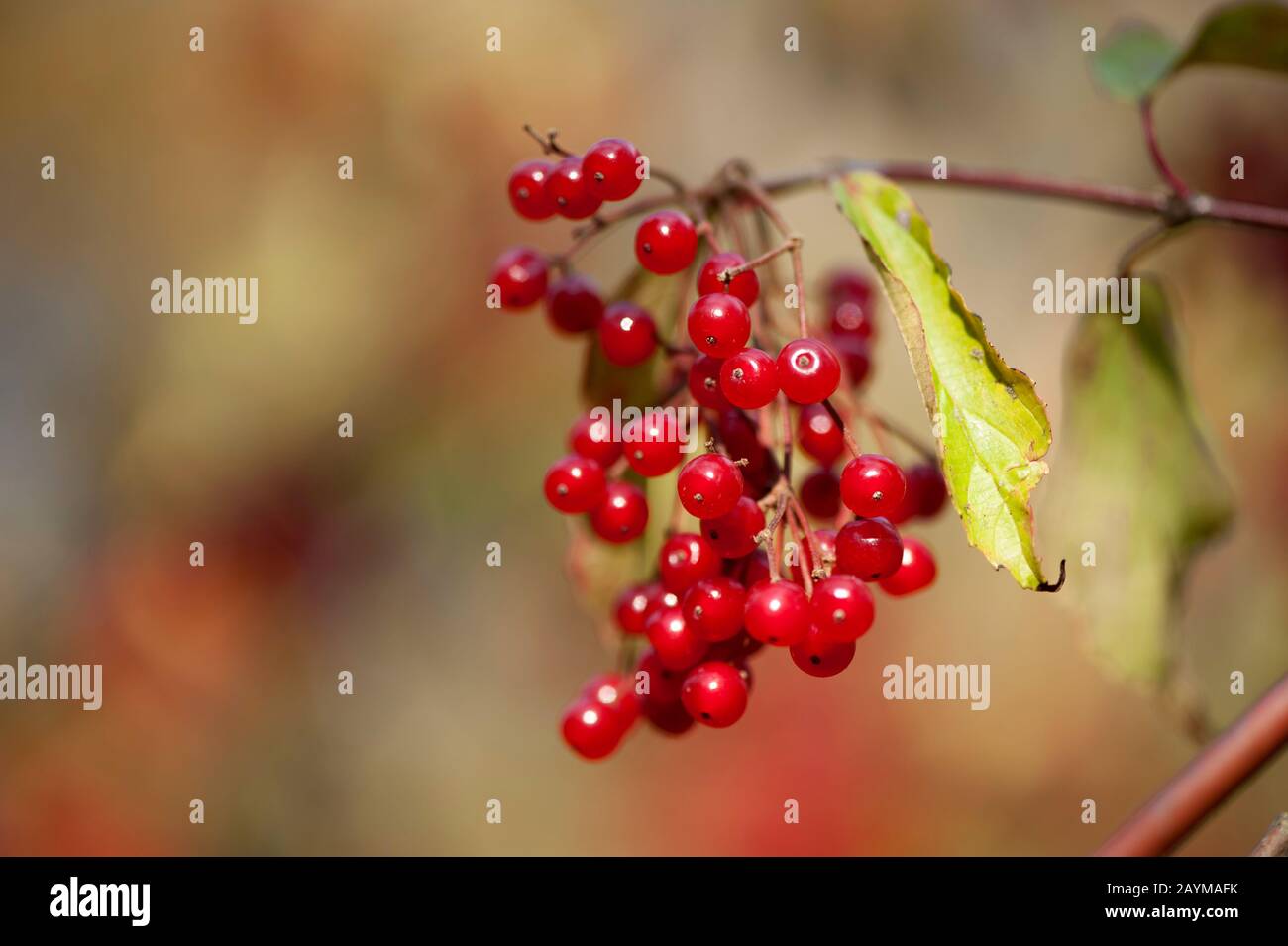 Fruit fruits arbuste Banque de photographies et d’images à haute ...