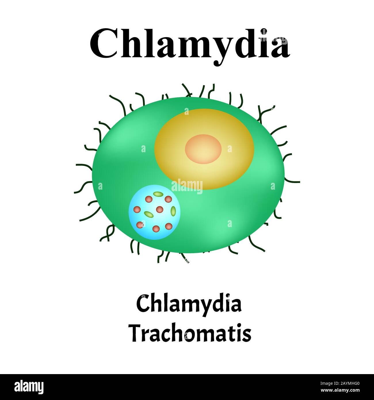 Chlamydia trachomatis bacteria Banque d'images vectorielles - Alamy