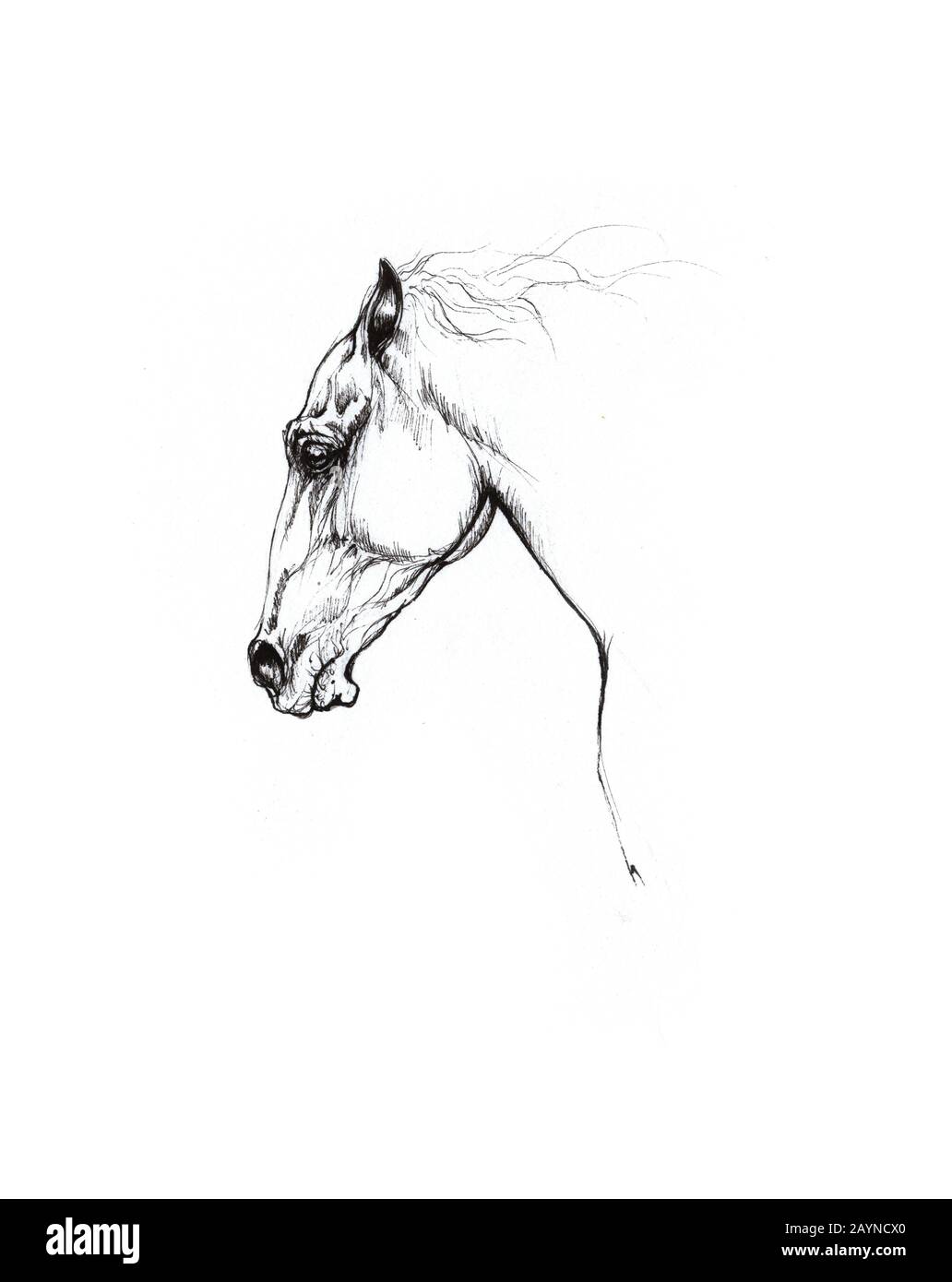 Cheval dessin Banque de photographies et d’images à haute résolution ...