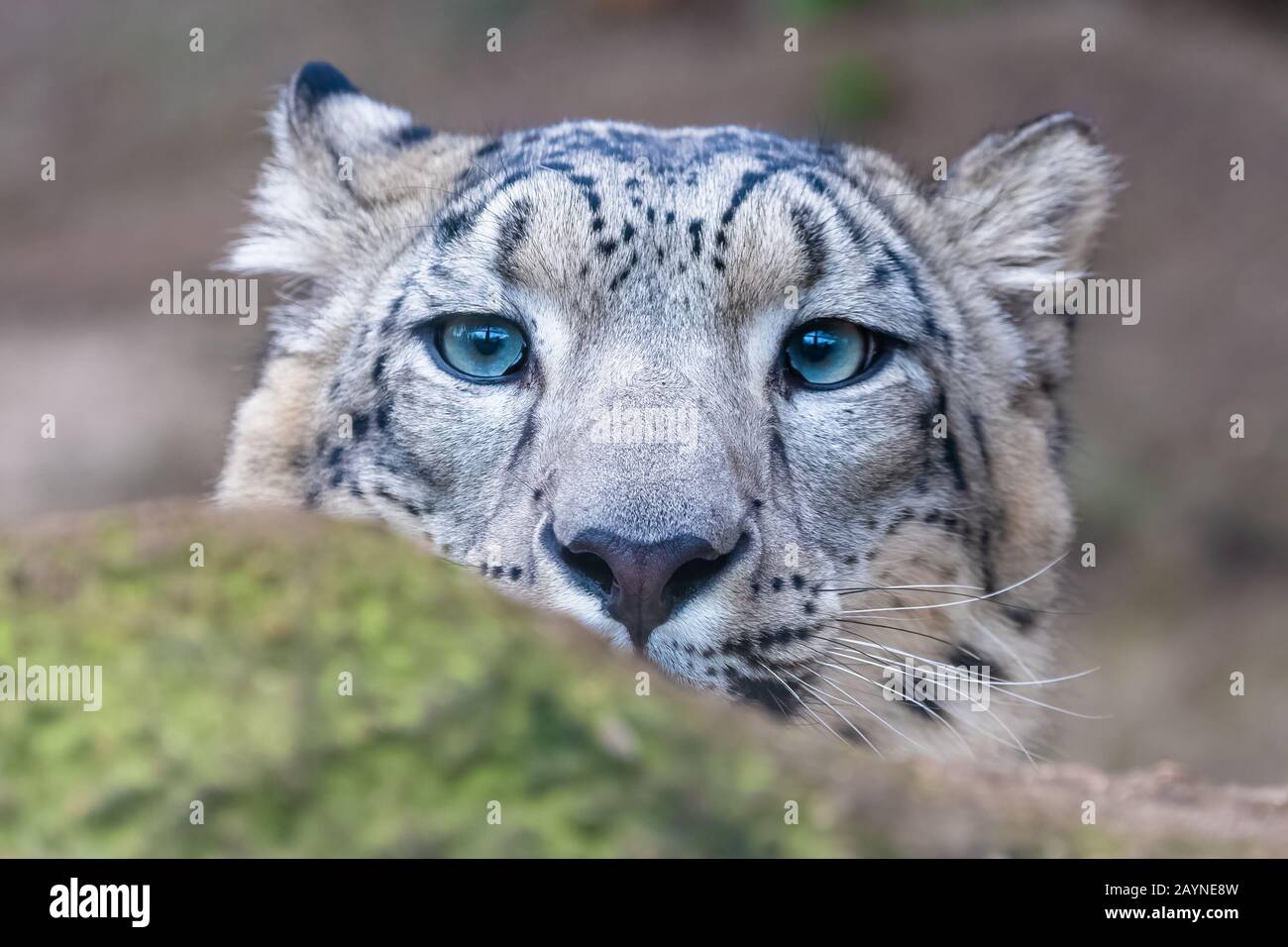 Panthère des neiges chasse Banque de photographies et d’images à haute ...