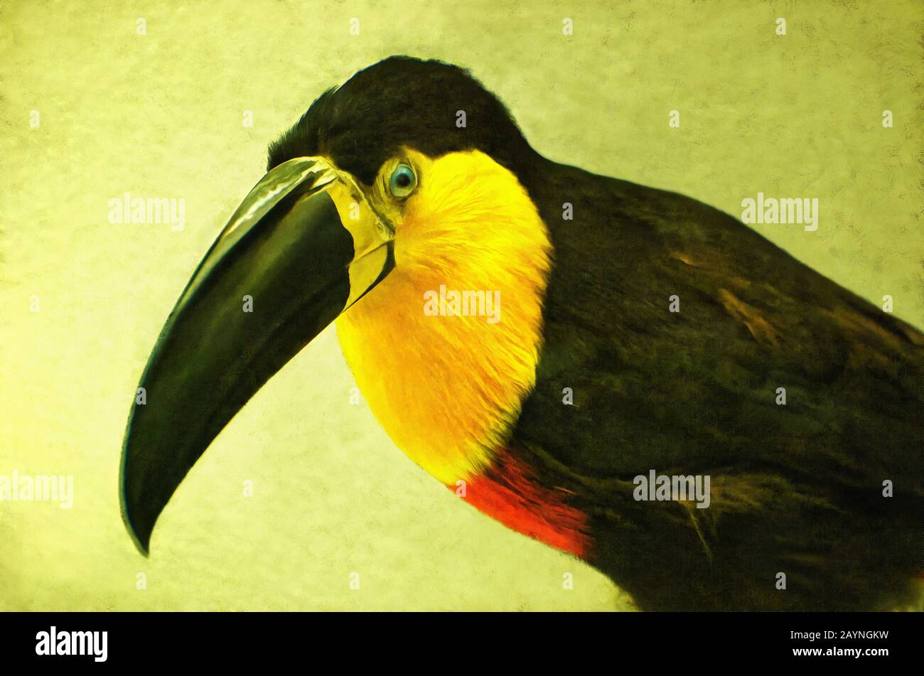 Ramphastos vitellinus ariel Banque de photographies et d’images à haute ...