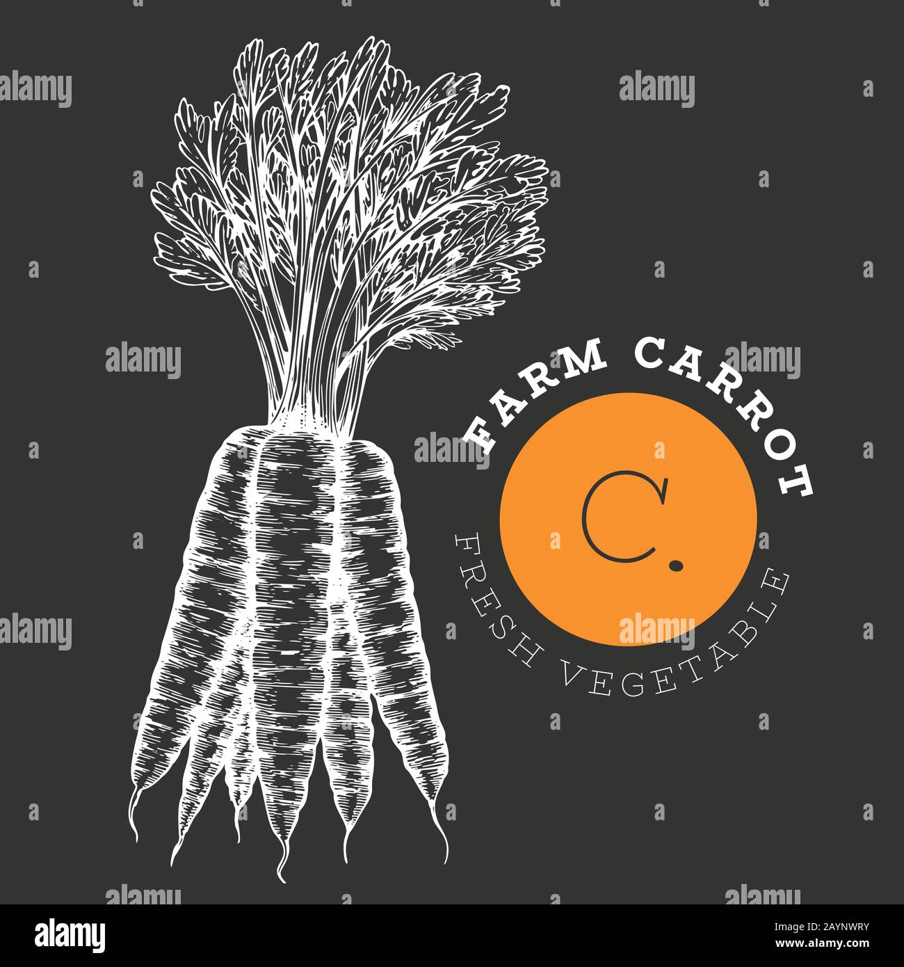 Carotte de style esquisse dessinée à la main. Illustration vectorielle ...