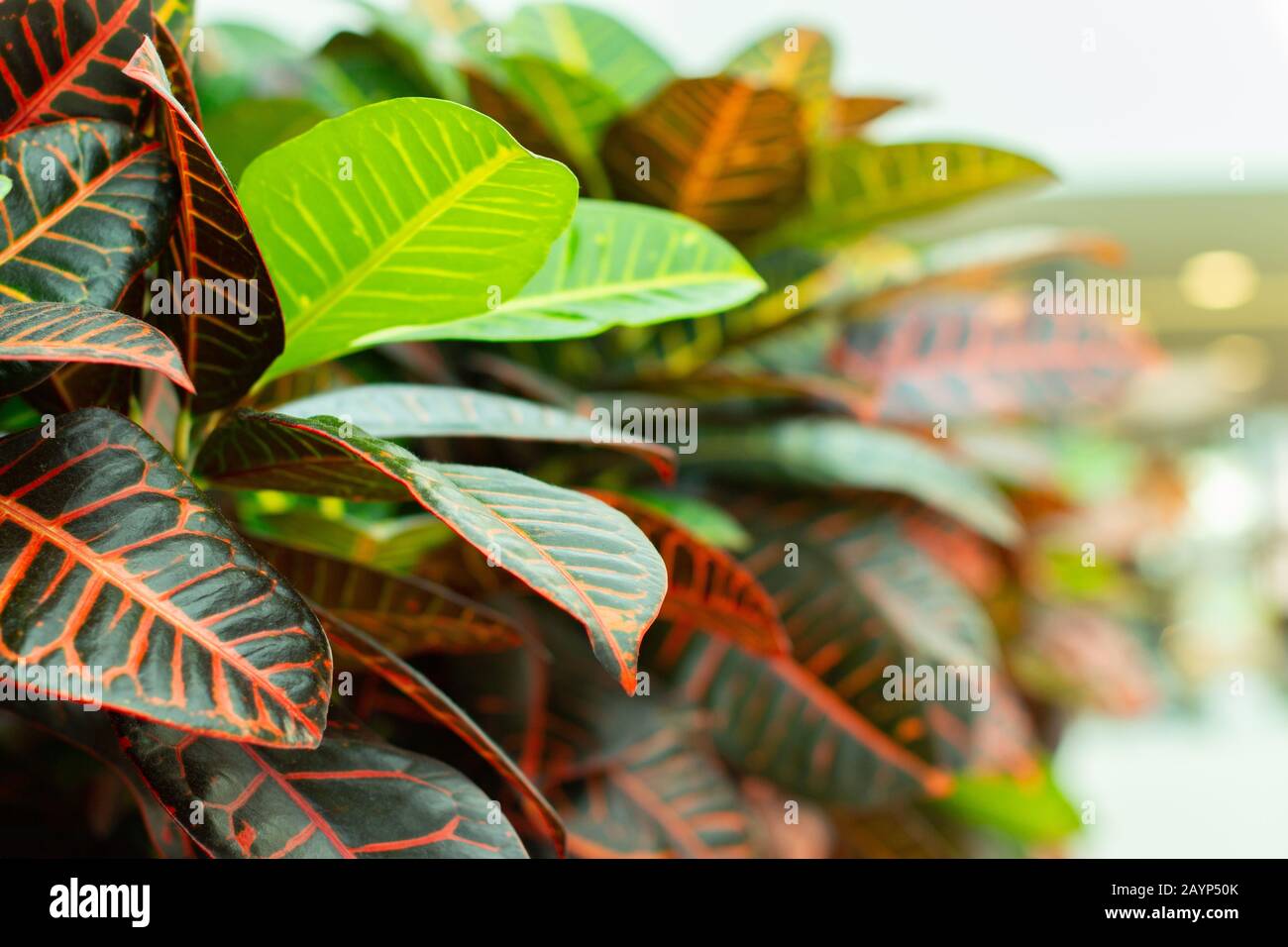 Codiaeum variegatum euphorbiaceae Banque de photographies et d’images à ...
