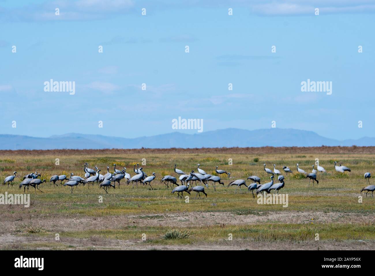 Mongolian steppes Banque de photographies et d’images à haute ...