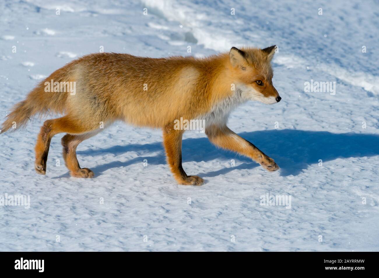 Renard roux fox vulpes hokkaido japon Banque de photographies et d ...
