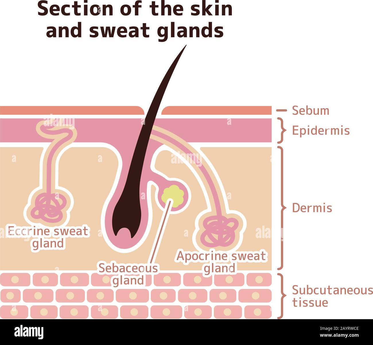 Glande apocrine Banque de photographies et d’images à haute résolution ...