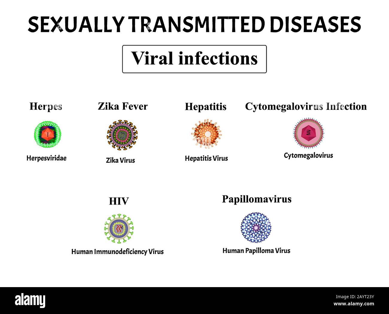 VIH, herpès, papillomavirus, SIDA, hépatite, cytomégalovirus, virus ...
