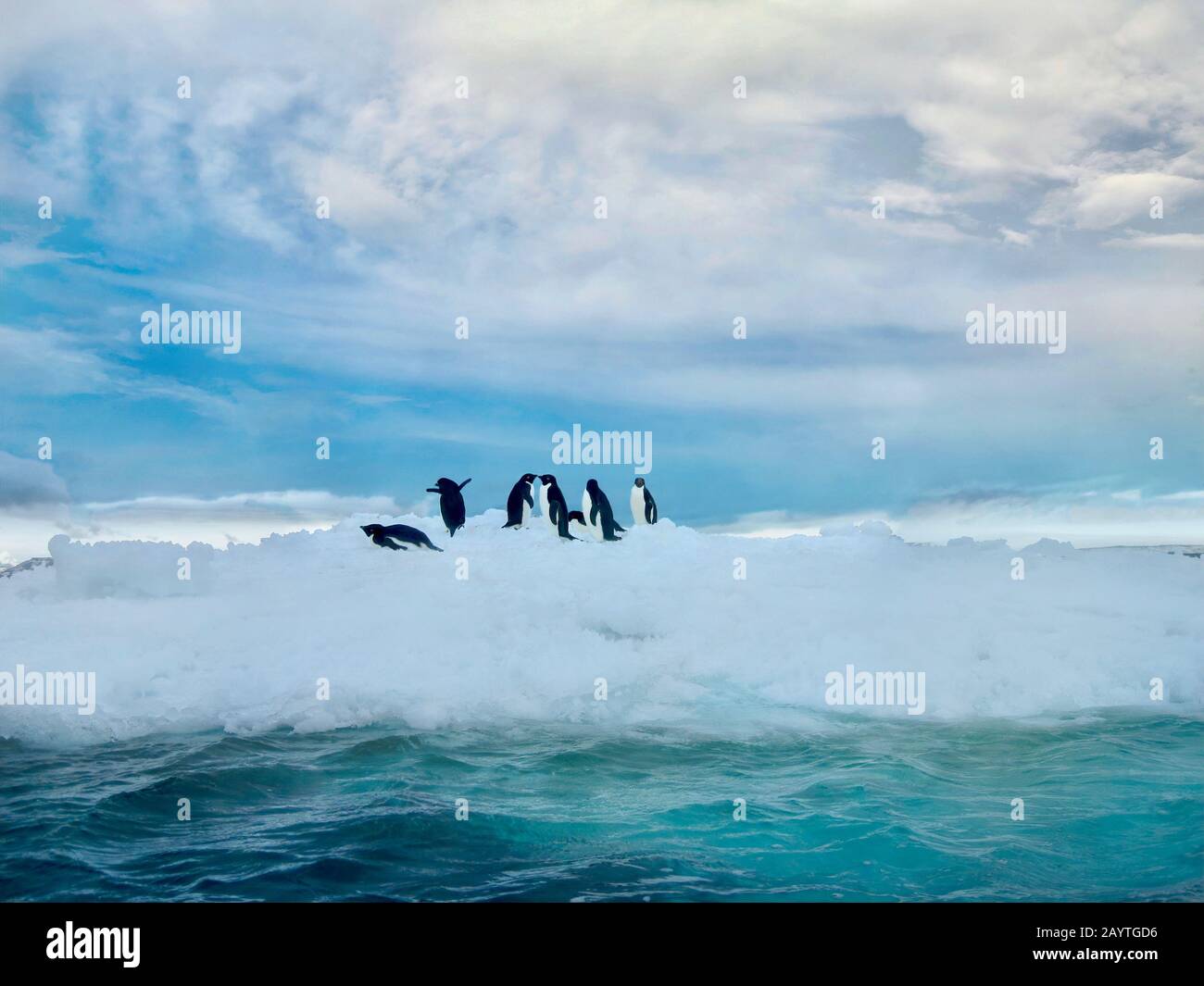Pingouins sur la banquise Banque de photographies et d’images à haute ...