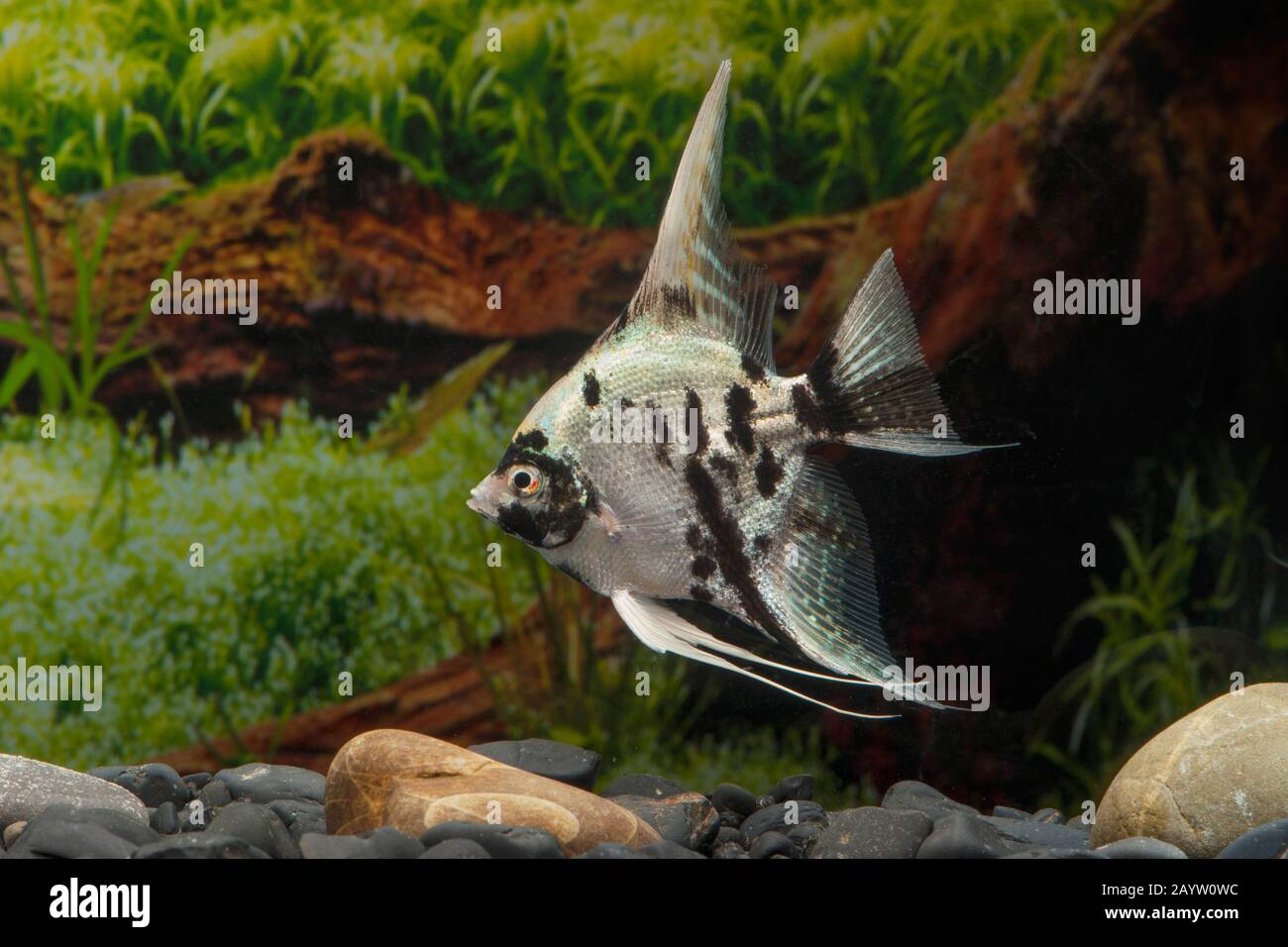 Poissons d'angelfish d'eau douce, poissons d'ange de Longfin, poissons ...