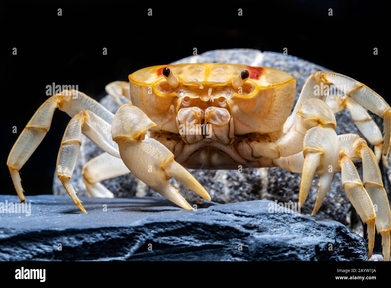 Crabe sur un rocher Banque de photographies et d’images à haute ...