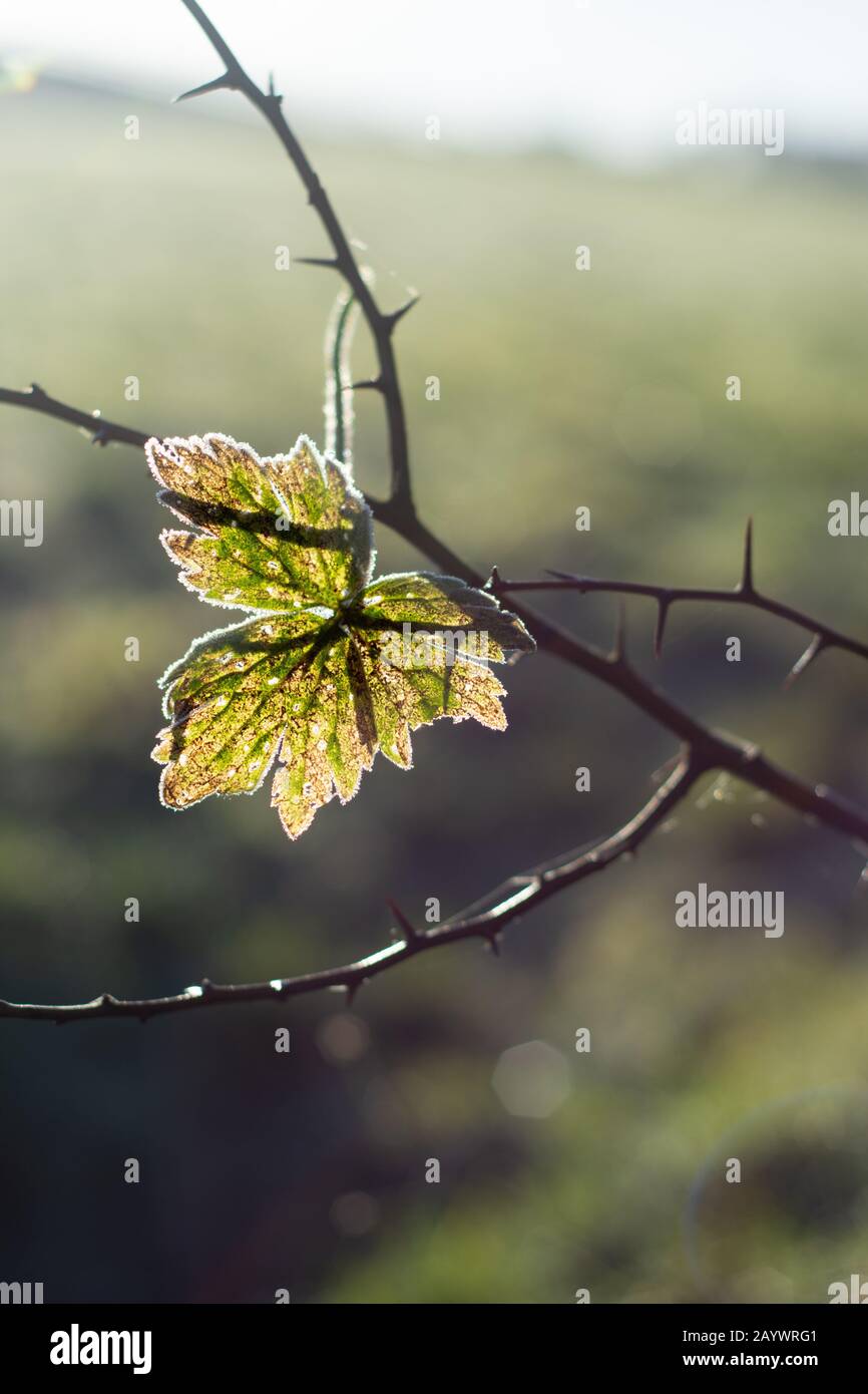 Belle journée ensoleillée en hiver Banque de photographies et d’images ...
