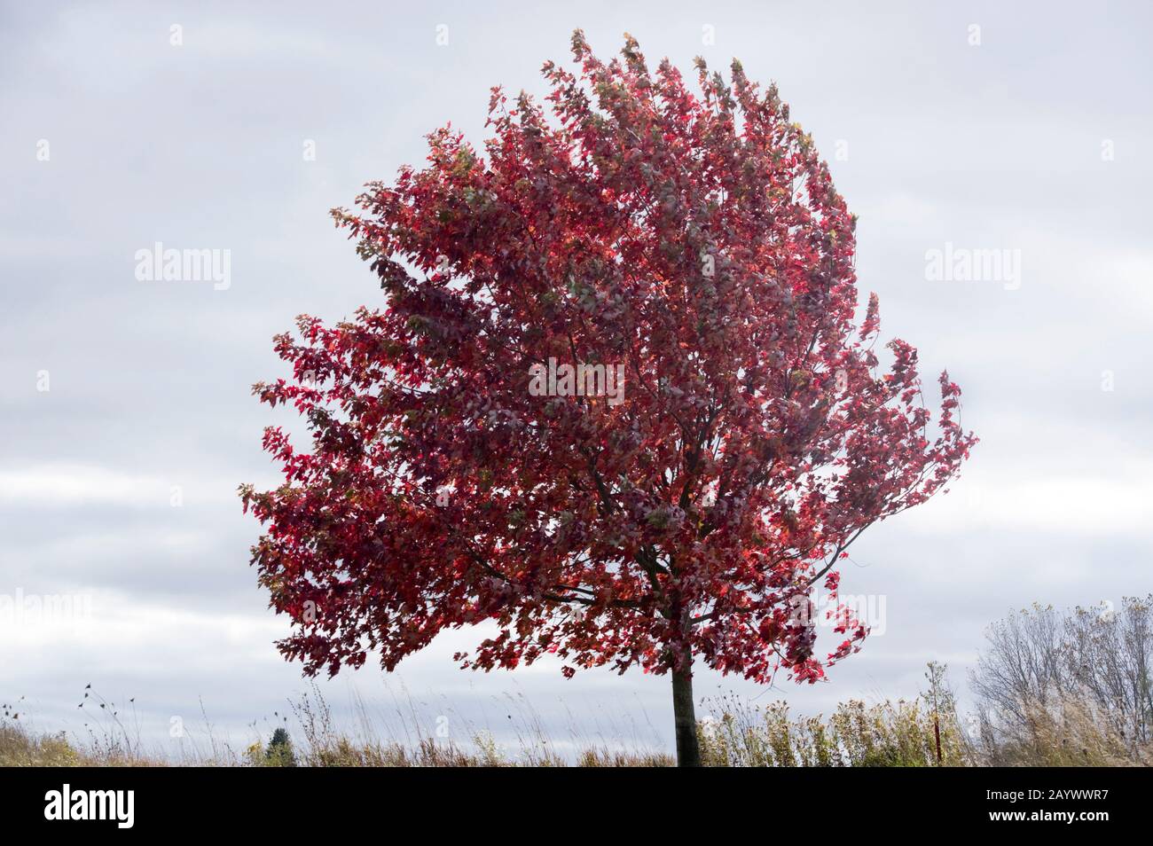 Arbre au vent Banque de photographies et d’images à haute résolution ...