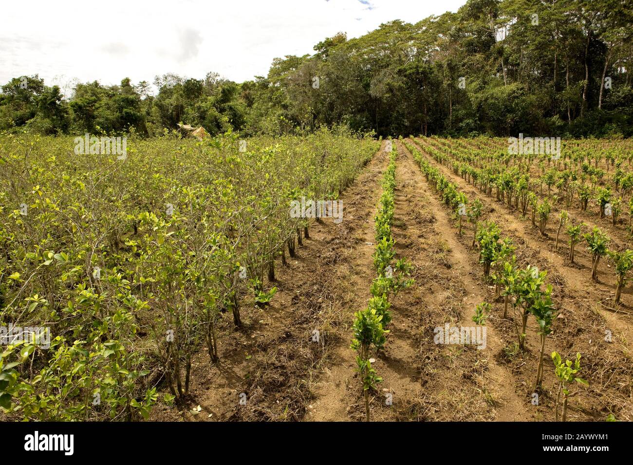 Champ de coca Banque de photographies et d’images à haute résolution ...
