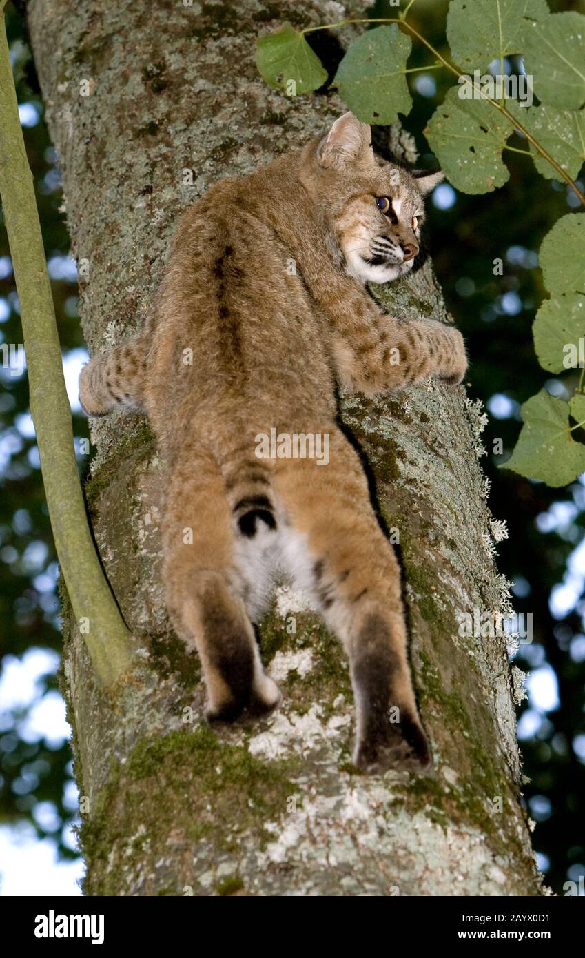 Chat des sables Banque de photographies et d’images à haute résolution ...
