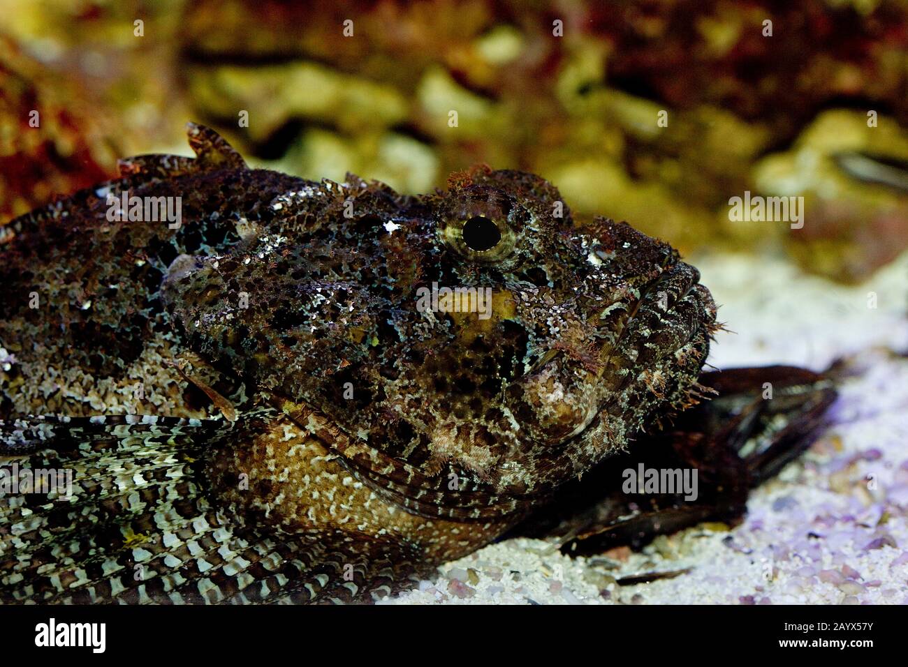 Poisson scorpion Banque de photographies et d’images à haute résolution ...