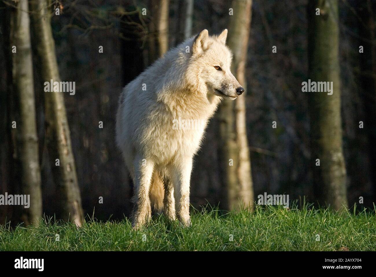 Loup arctique canis lupus tundrarum Banque de photographies et d’images ...