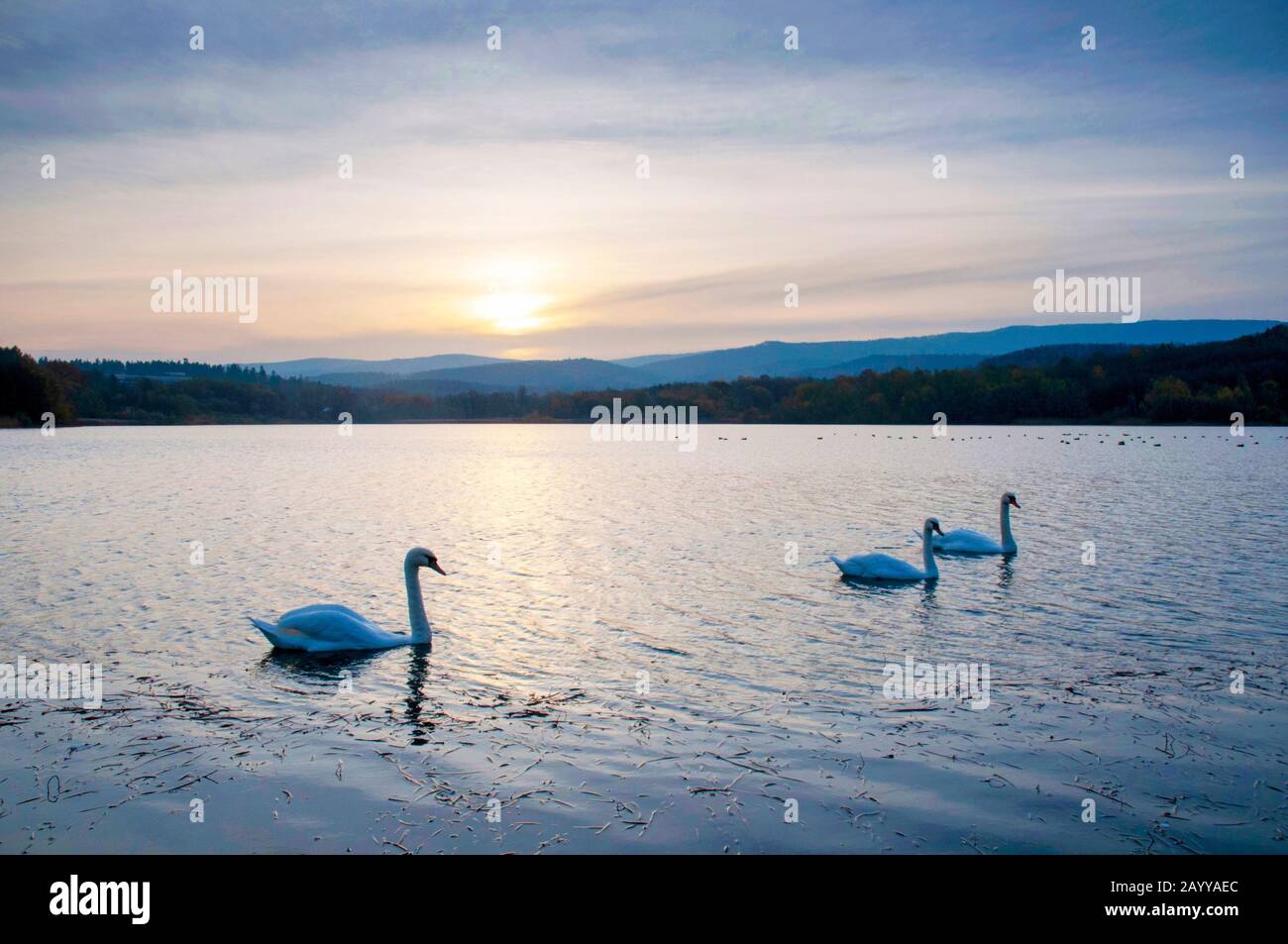 Couple de cygnes muets blancs Banque de photographies et d’images à haute résolution - Alamy
