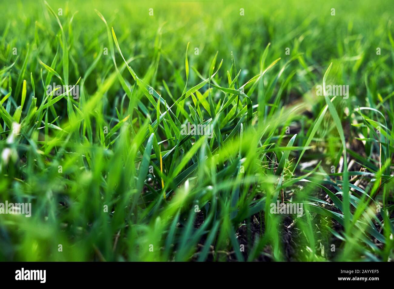 Germination du feuillage Banque de photographies et d’images à haute ...