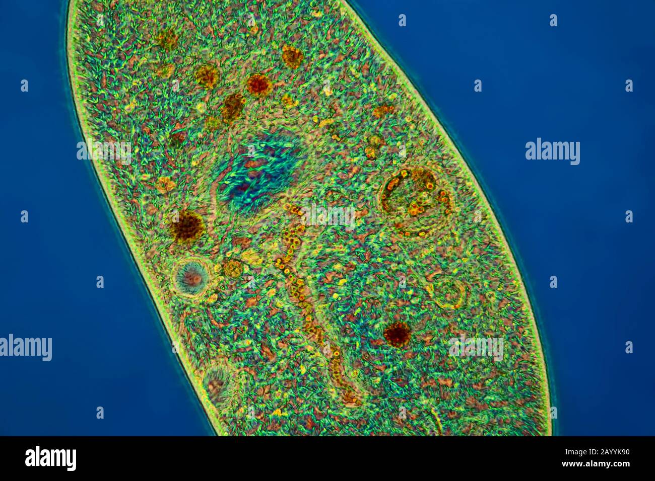 Microorganisme unicellulaire Banque de photographies et d’images à ...