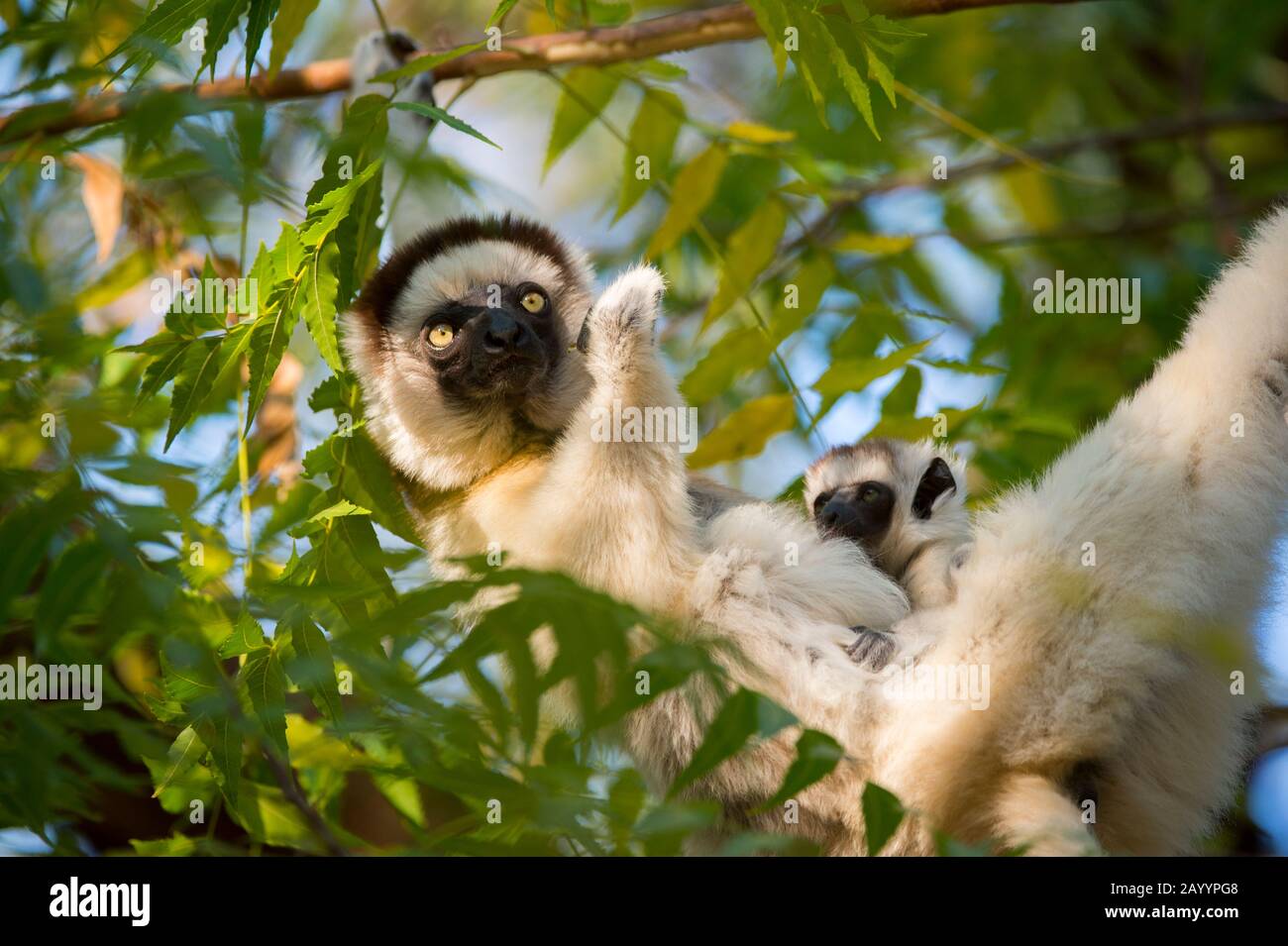 Le sifaka de Verreaux (Propithecus verreauxi), ou le sifaka blanc avec bébé dans l'arbre à la ...