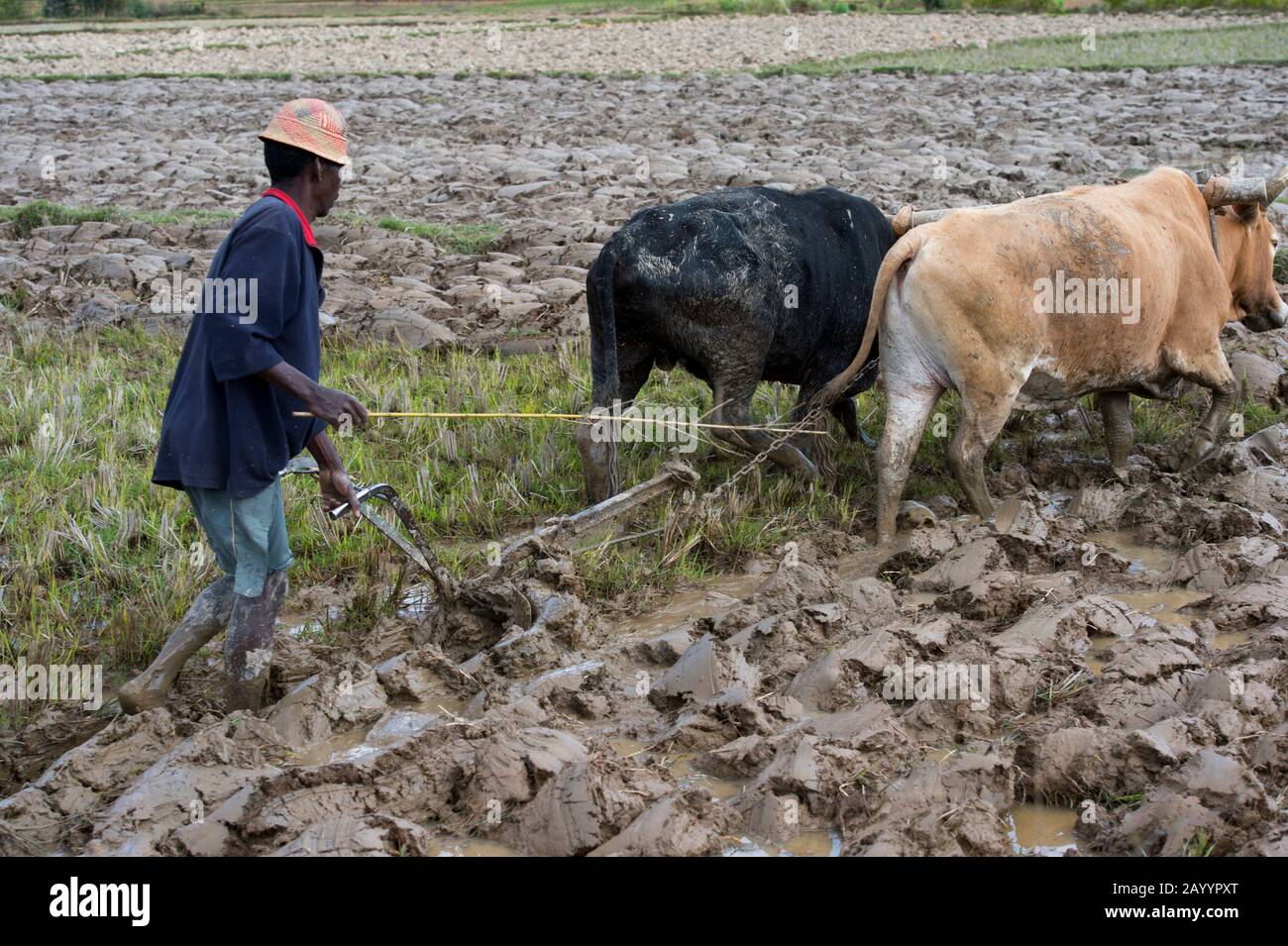 Agriculture madagascar labour Banque de photographies et d’images à ...