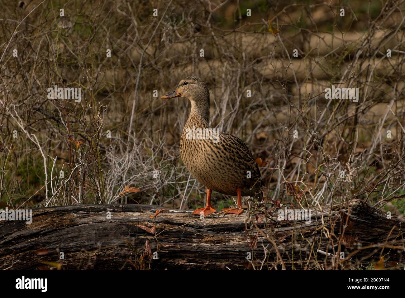 Une belle femelle Canard colvert debout sur un bois tombé avec ses ...