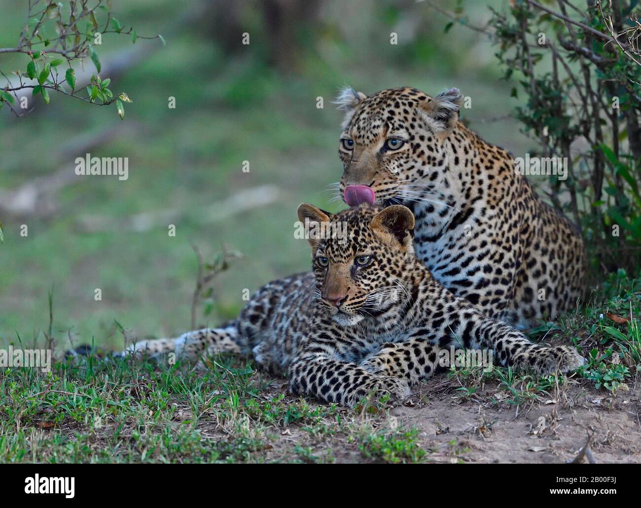 Léopards (Panthera pardus), animaux de la mère avec jeunes dans la ...
