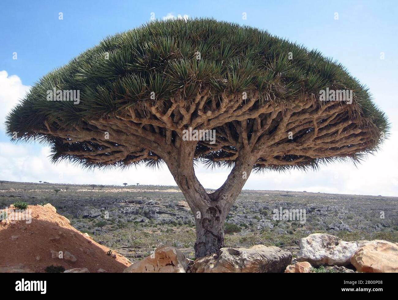 Yémen : l'île de Socotra (île de Suqutra), Dracaena cinnabari (arbre du ...