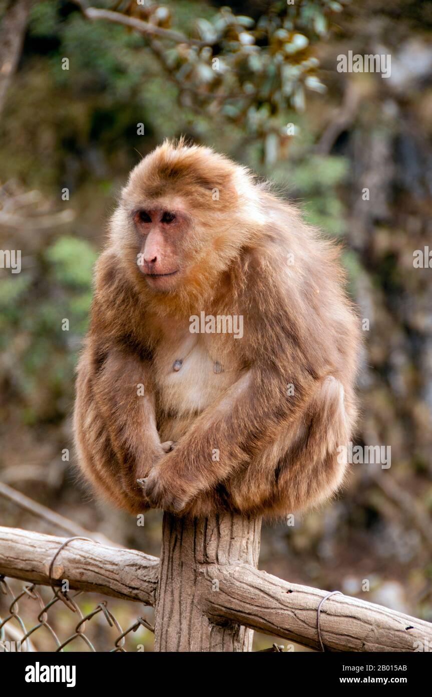Tibetan macaque Banque de photographies et d’images à haute résolution ...