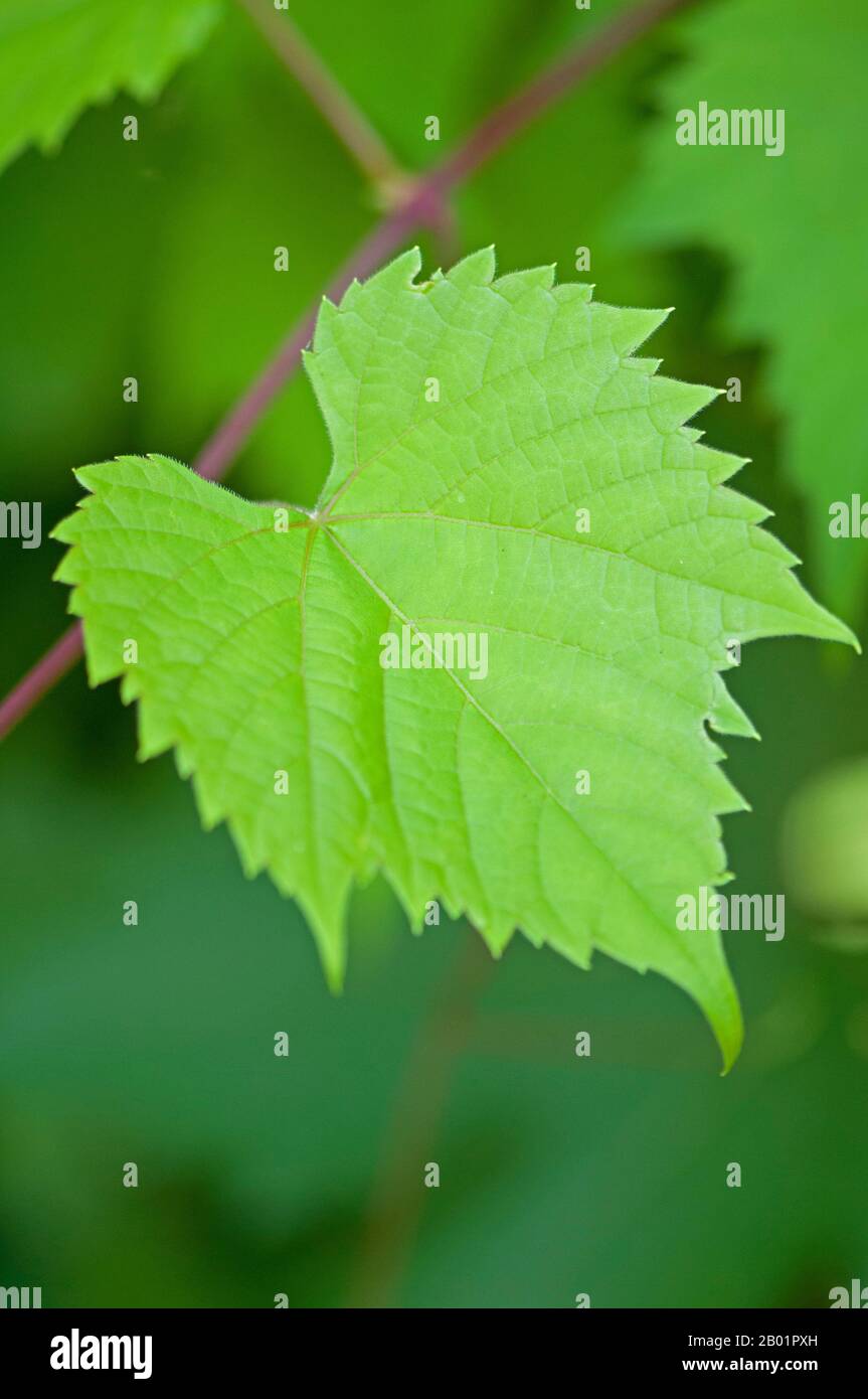 Feuille de vigne feuille Banque de photographies et d’images à haute ...