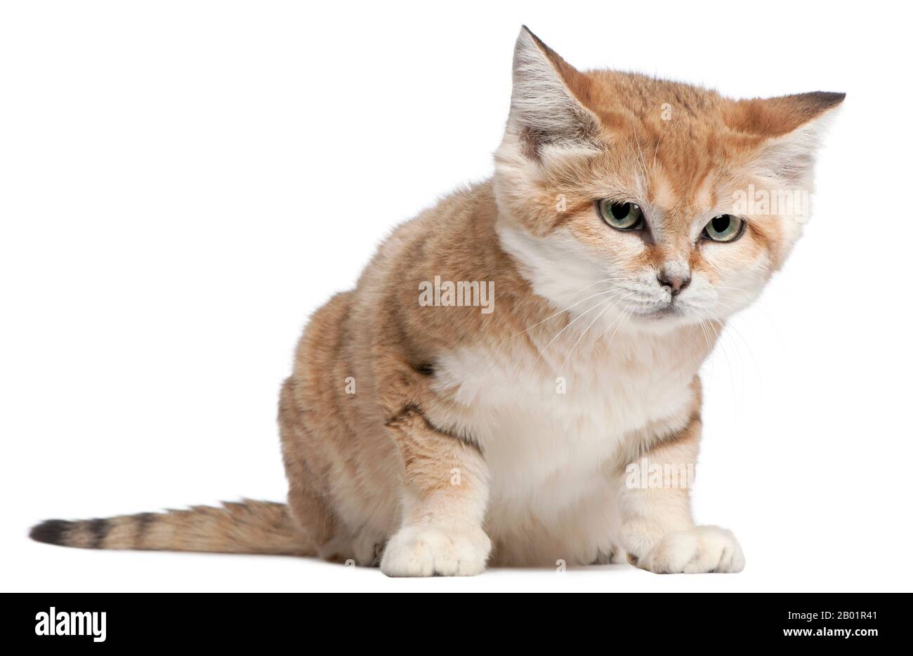 Chat de sable felis margarita Banque de photographies et d’images à ...