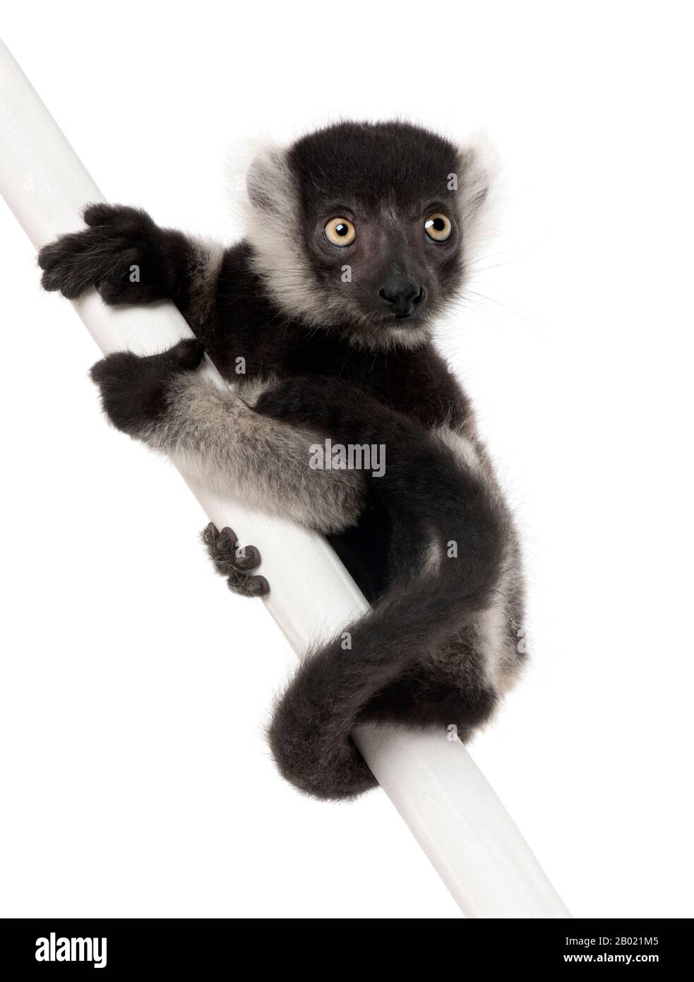 Jeune Lémurien à Revers Noir Et Blanc Varecia Variegata Subcintta 2