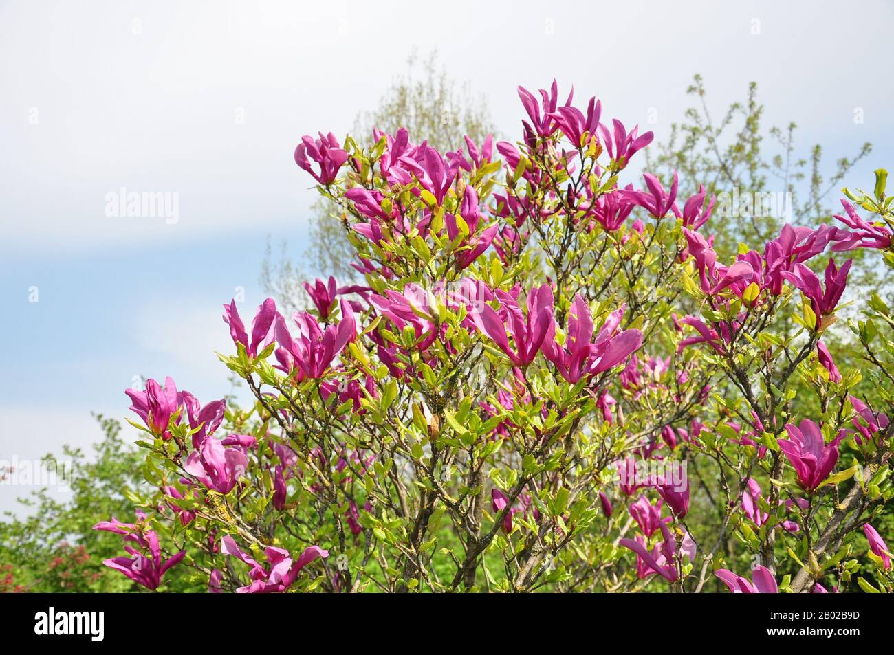 Arbre de susan Banque de photographies et d’images à haute résolution ...