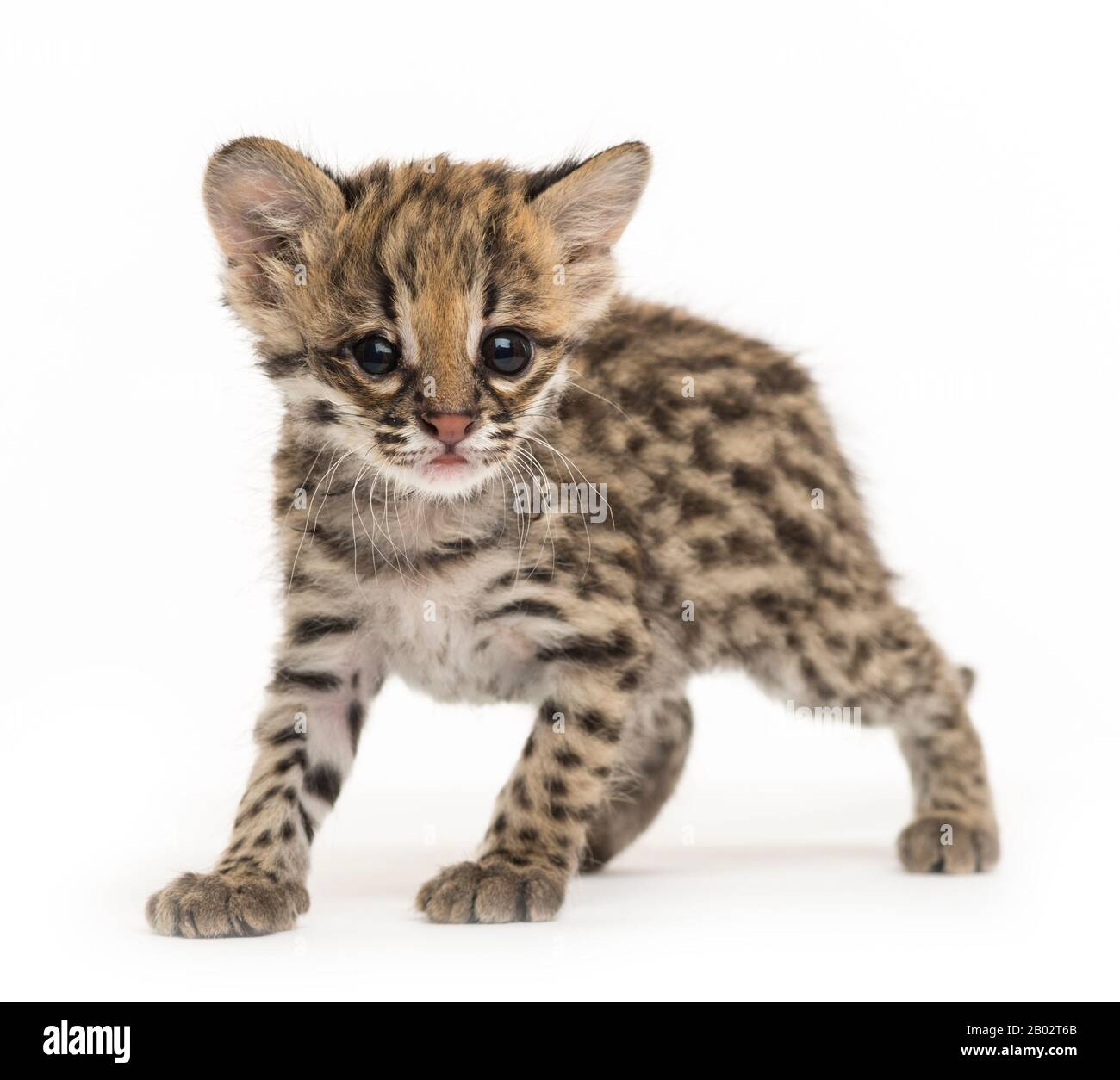 Oncilla leopardus tigrinus Banque de photographies et d’images à haute ...