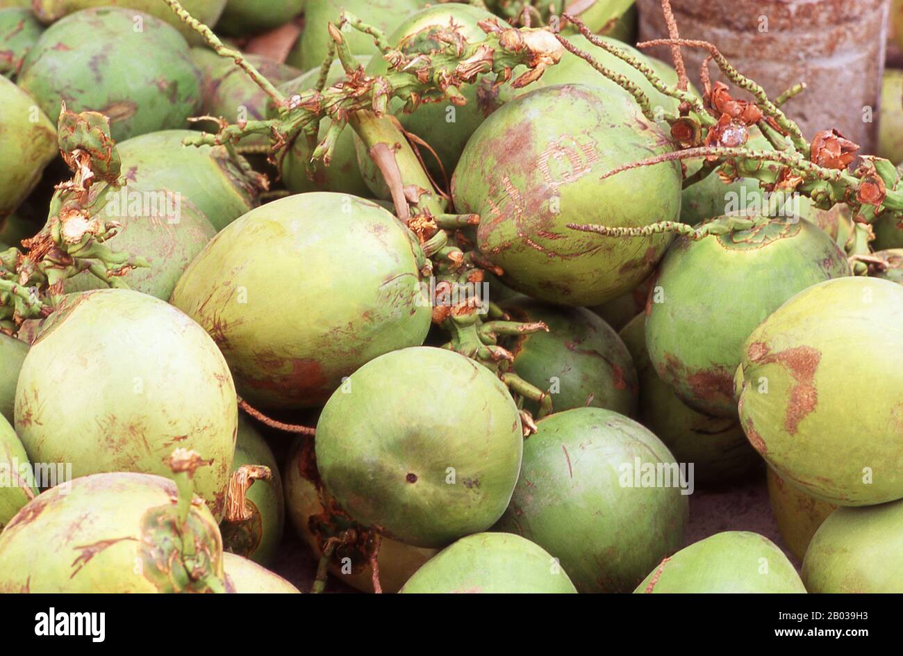 Le cococotier, ou Cocos nucifera, est apprécié non seulement pour sa ...